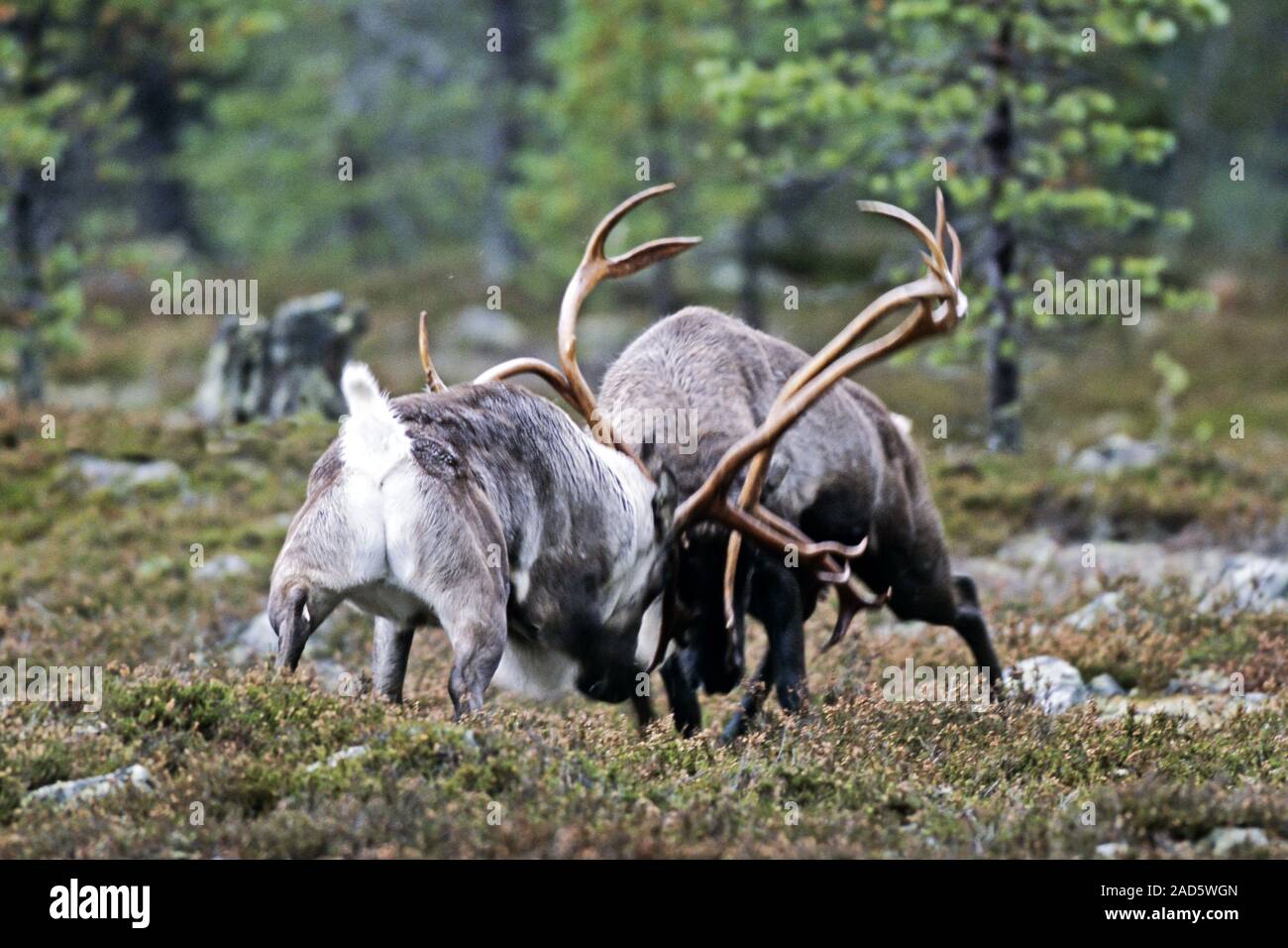 Male reindeer in rutting season hi-res stock photography and images - Alamy