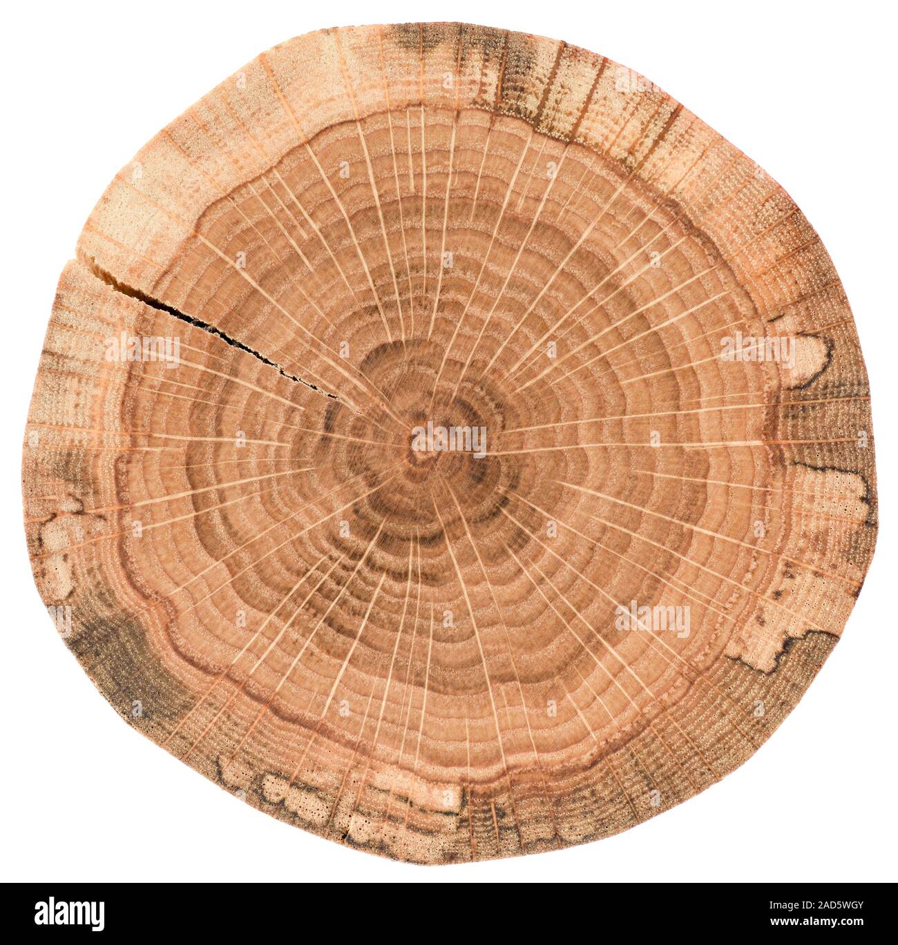 Piece of circular wood stump with cracks and tree growth rings. Oak ...