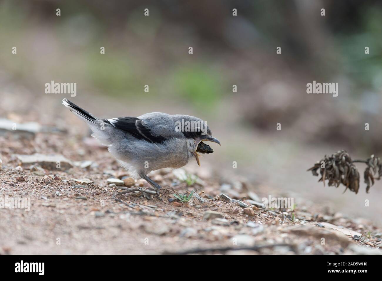 Great grey shrike (Lanius excubitor) feeding. This carnivorous bird ...
