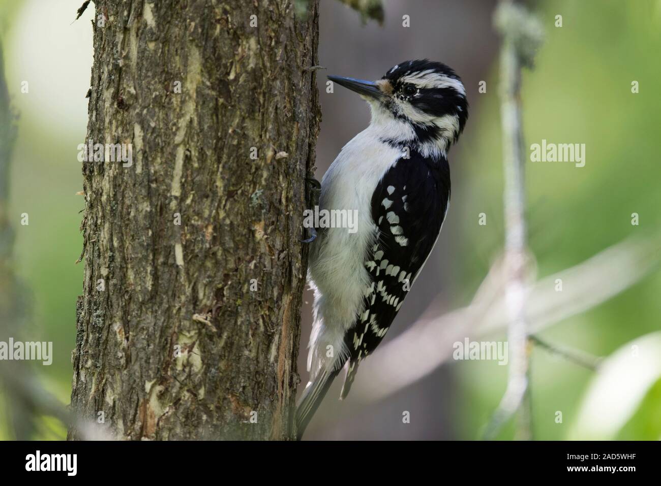 Hairy woodpecker (Picoides villosus) perched on a tree trunk. This bird ...