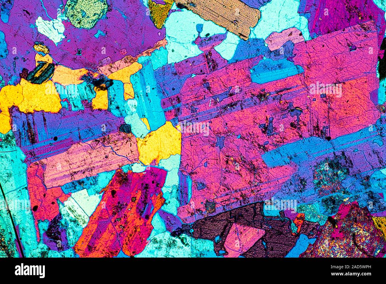 Quartz diorite, thin section. Light micrograph taken with polarised light. This is a coarse ...