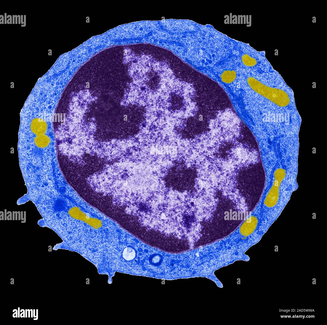 Lymphocyte. Coloured transmission electron micrograph (TEM) showing the ...