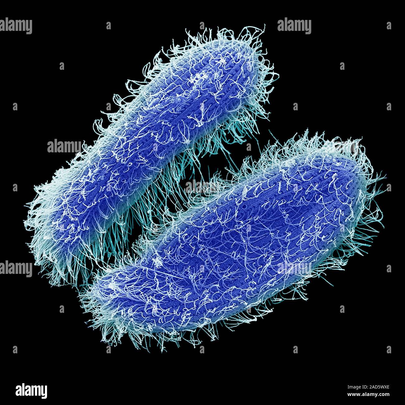 Ciliated protozoa, Paramecium species. Coloured scanning electron ... Ciliated protozoa, Paramecium species. Coloured scanning electron ...