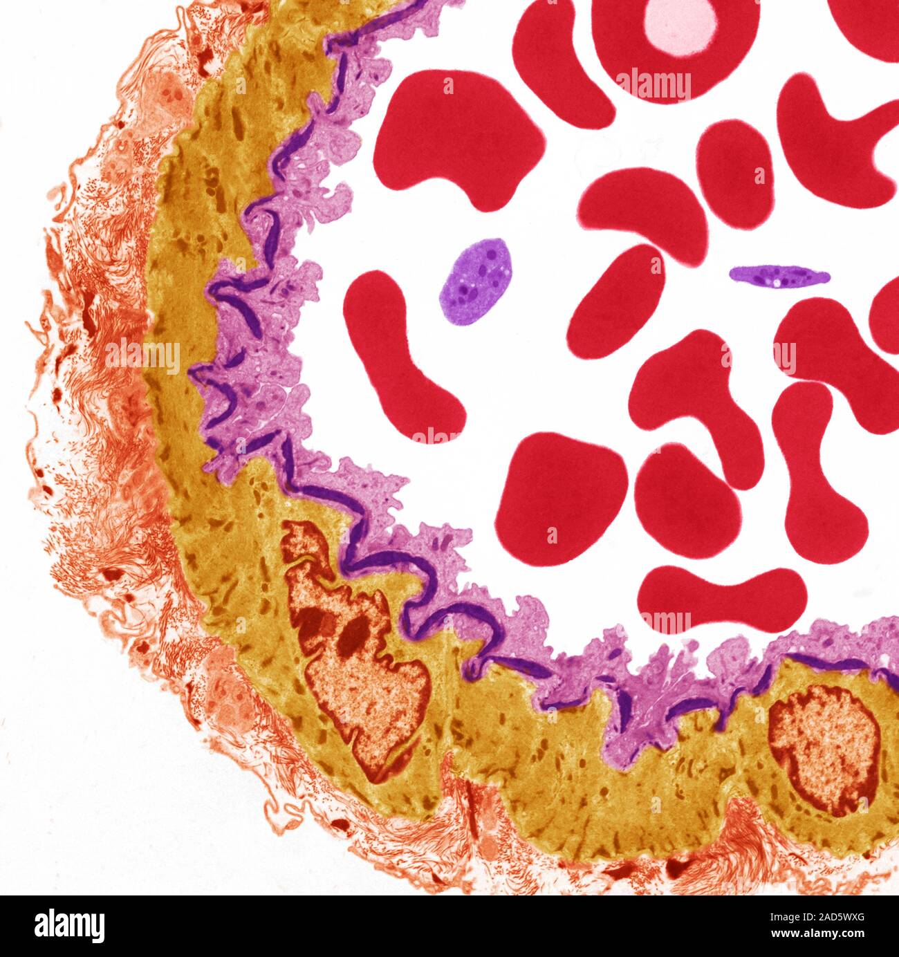 Artery. Coloured transmission electron micrograph (TEM) of a transverse ...