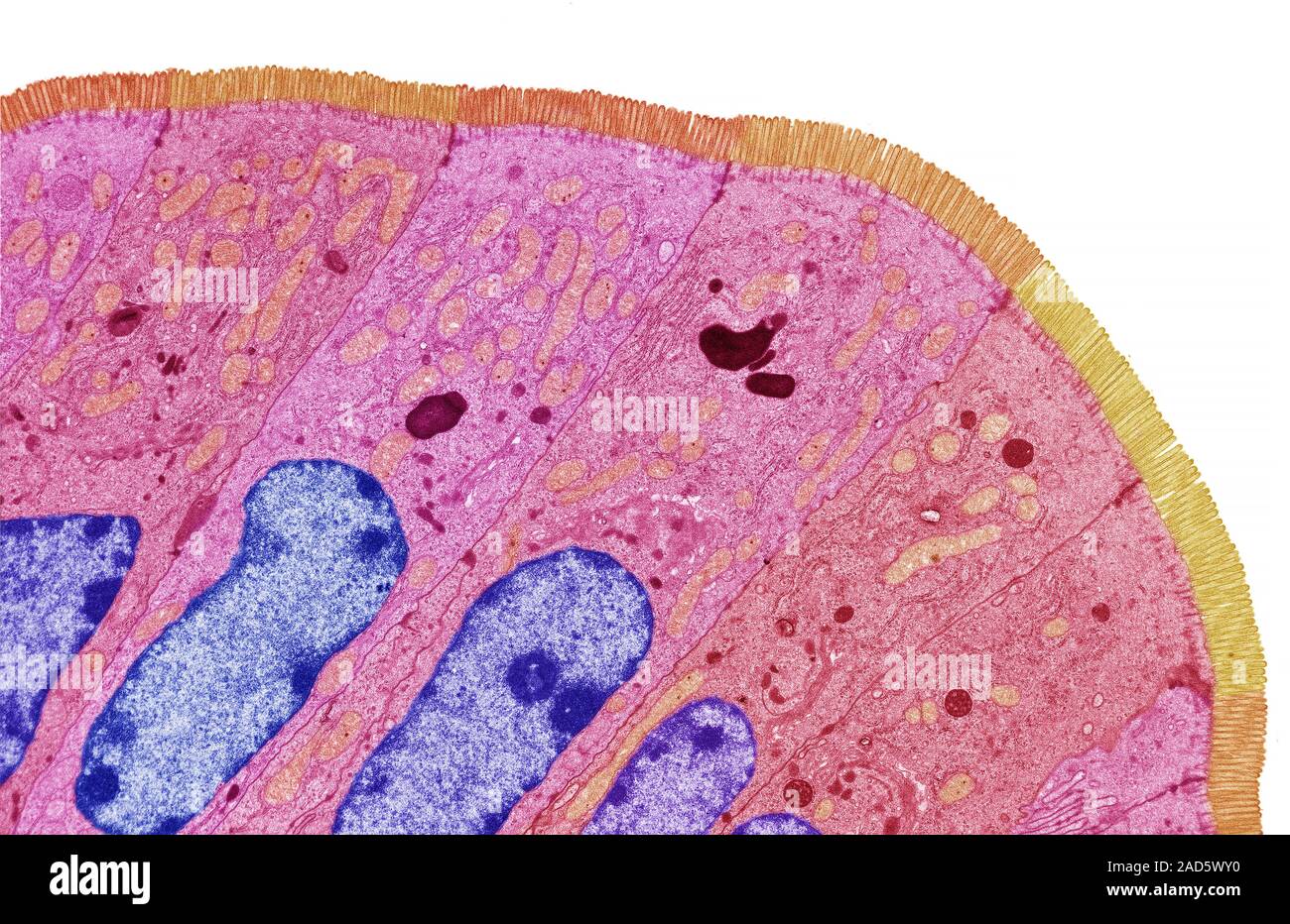 Intestinal lining. Transmission electron micrograph (TEM) of a section ...