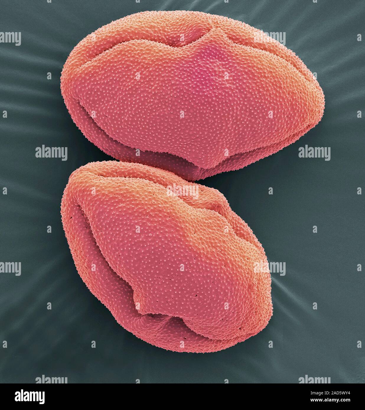 Capsicum pollen grains. Coloured scanning electron micrograph (SEM) of ...