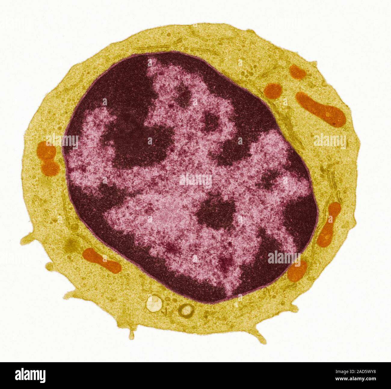 Lymphocyte. Coloured transmission electron micrograph (TEM) showing the ...