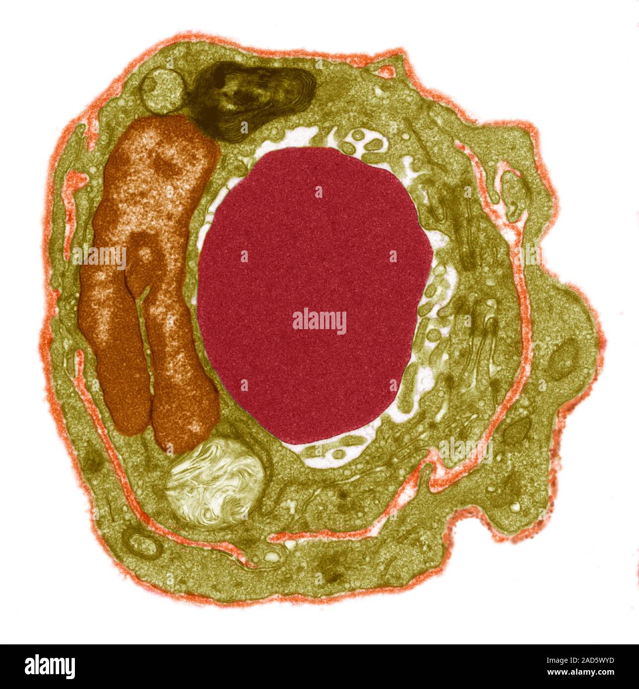 Capillary and red blood cell. Transmission electron micrograph (TEM) of ...