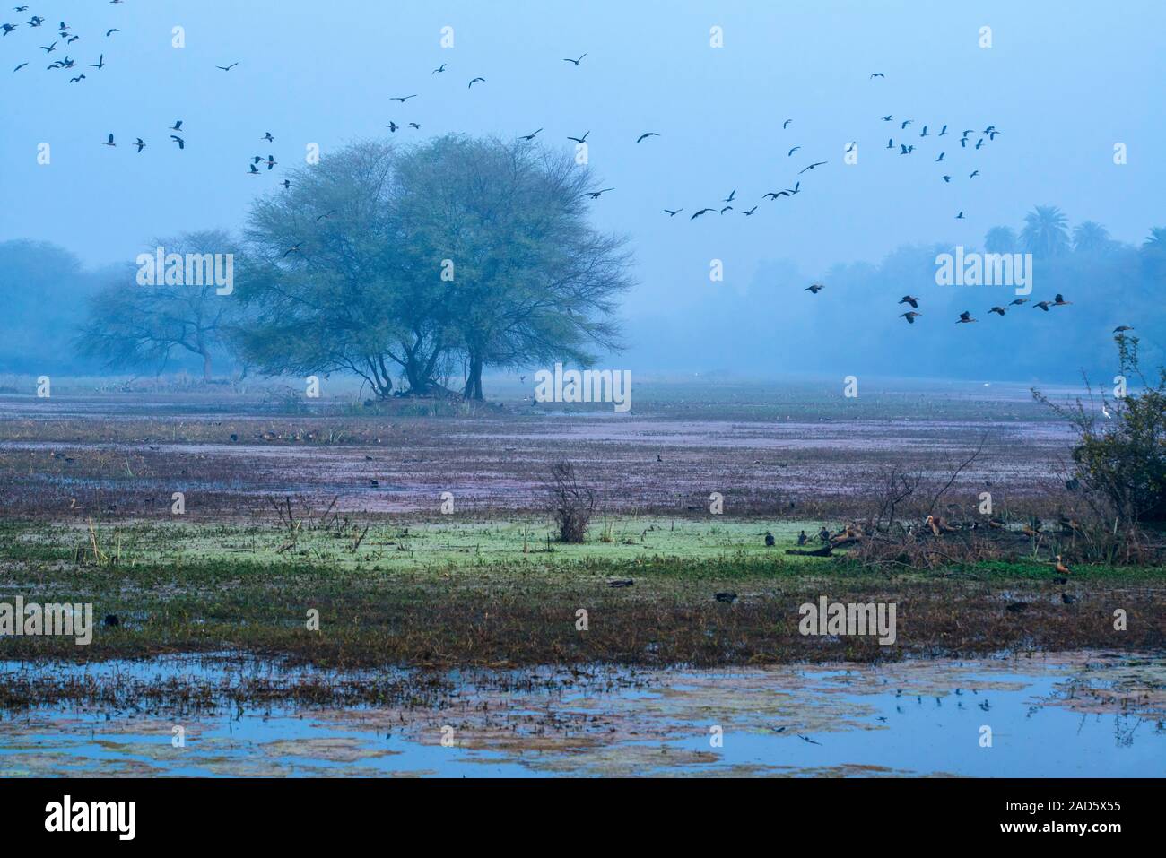 Birds over marshland. View of various birds over and on a marsh ...