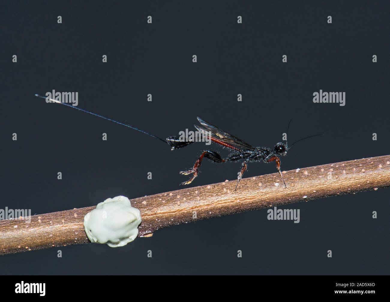 Ichneumon wasp. Close-up of a female Ichneumon wasp (superfamily ...