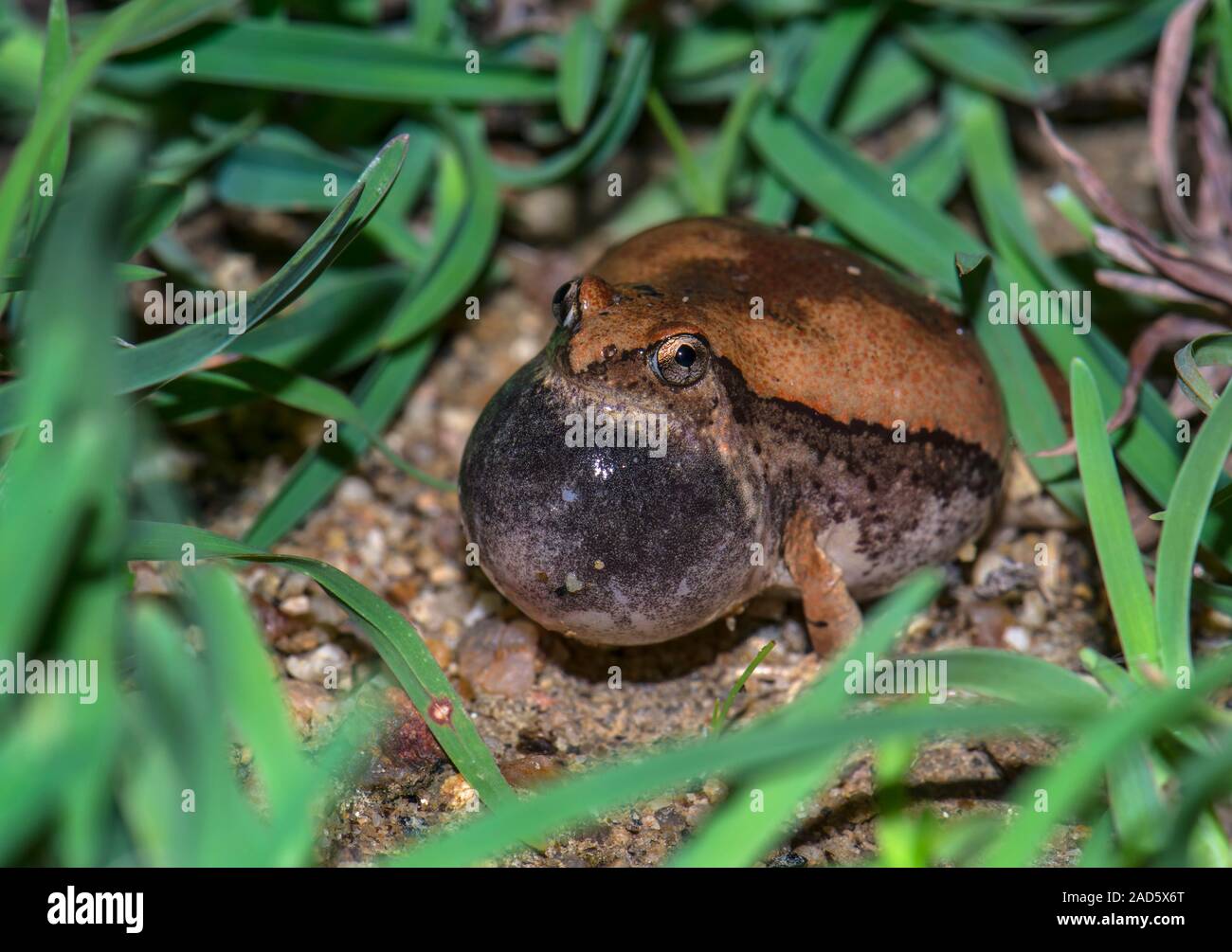 Jerdon's narrow-mouthed frog (Microhyla rubra). This species of frog is ...