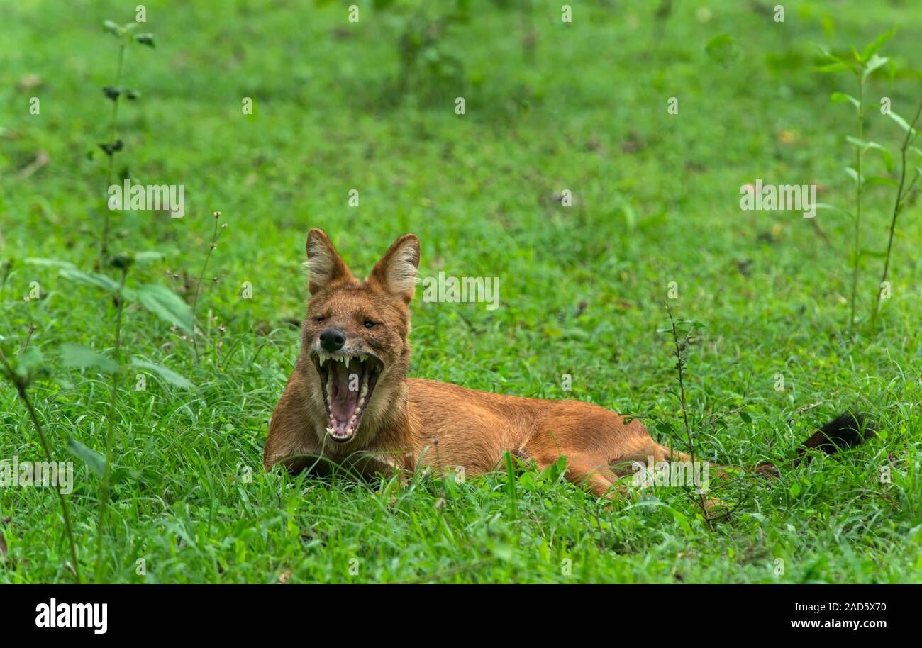 Indian wild dog (Cuon alpinus) yawning. The Indian wild dog, or dhole ...