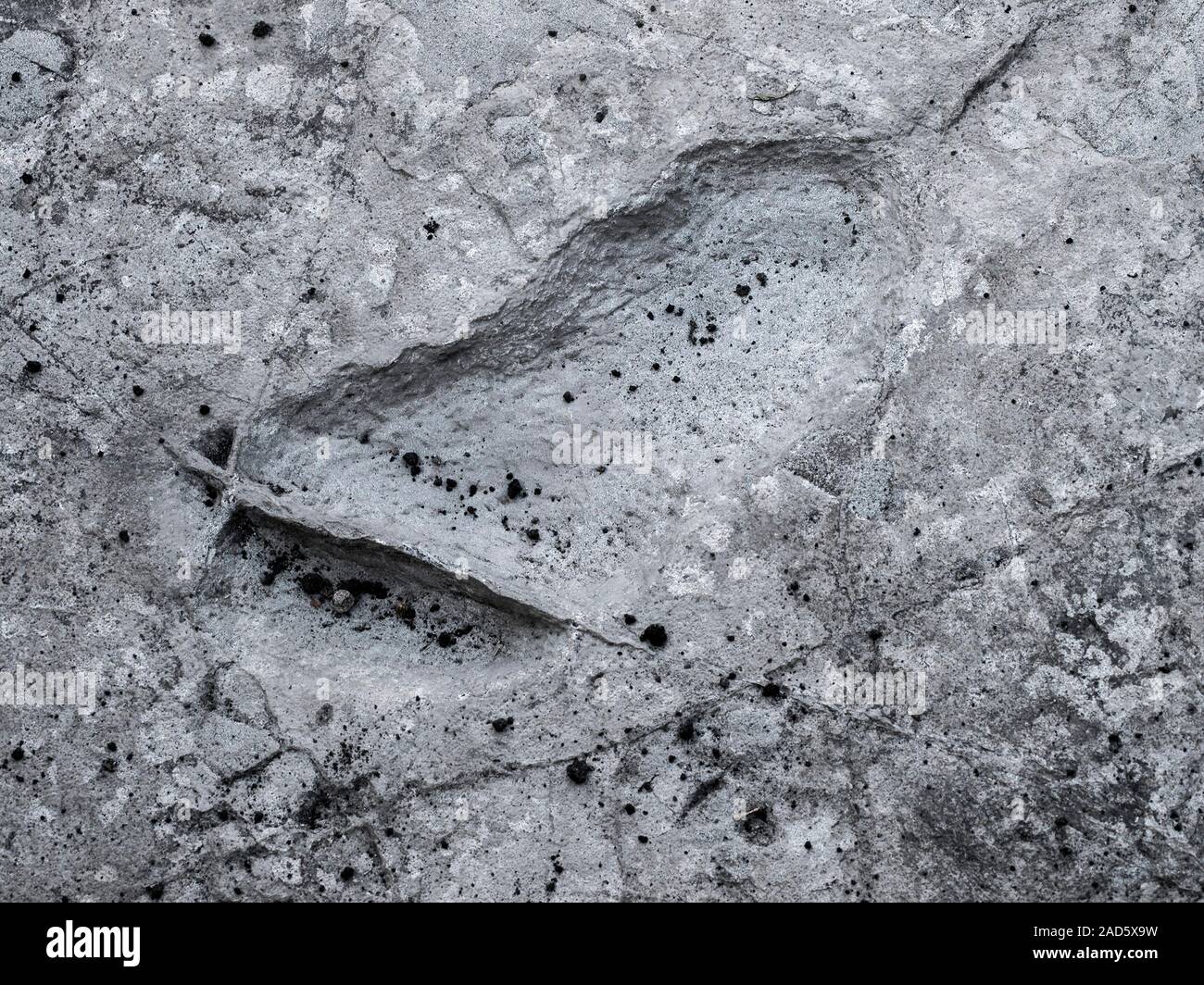 Early hominid footprint. Footprint of a human ancestor (probably ...