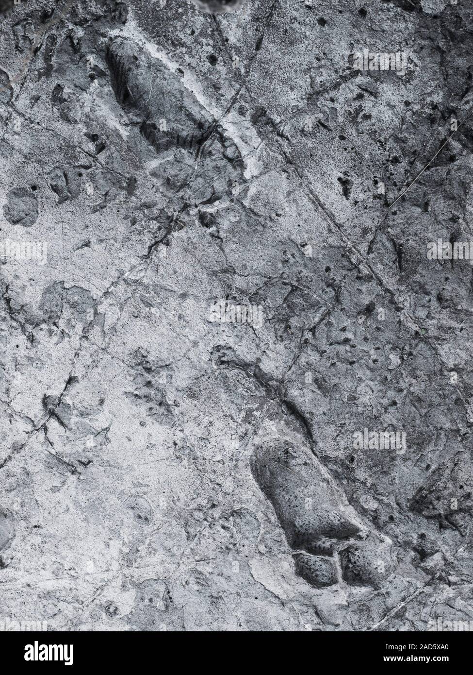 Early hominid footprints. Footprints of a human ancestor (probably ...