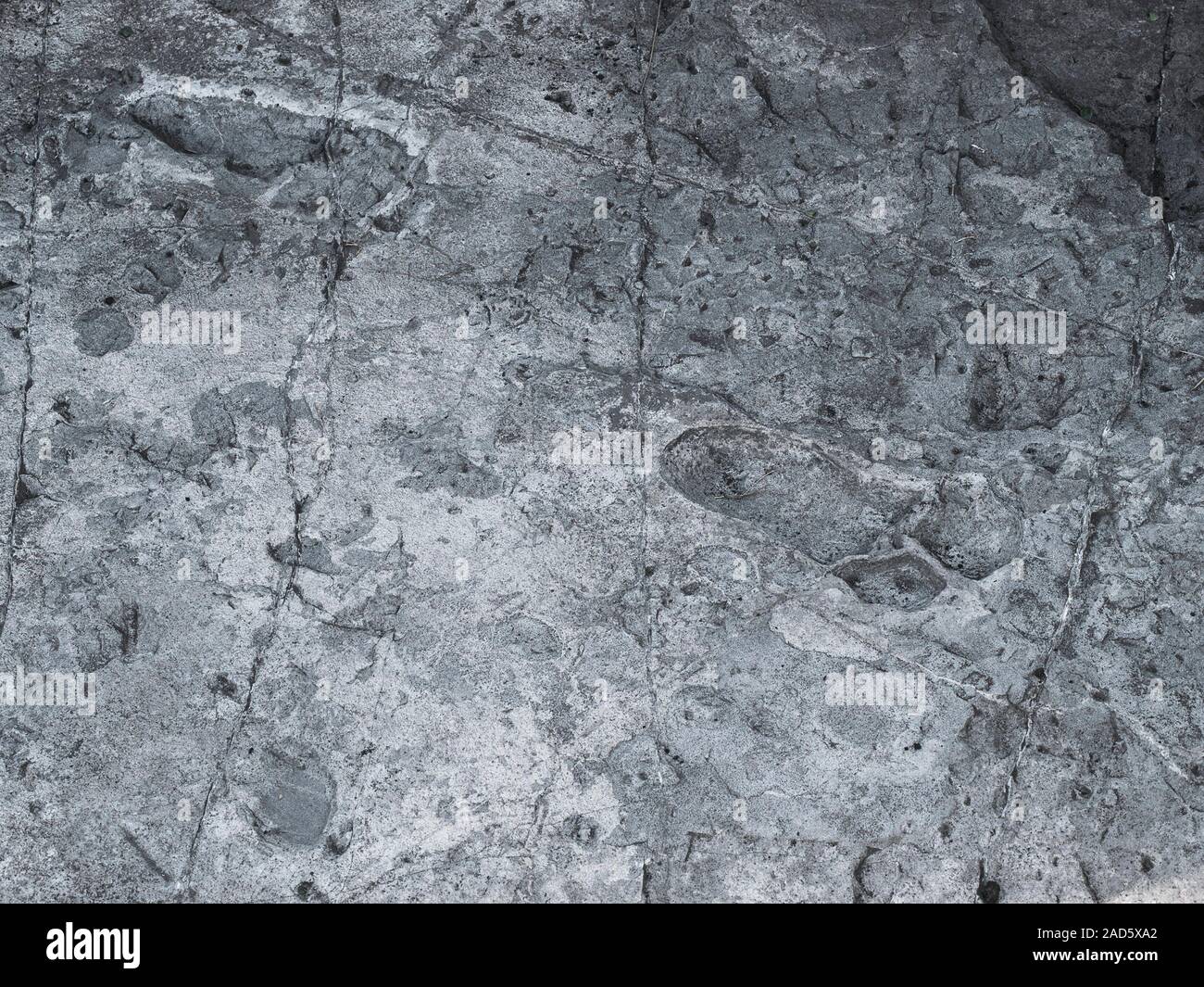 Early hominid footprints. Footprints of a human ancestor (probably ...