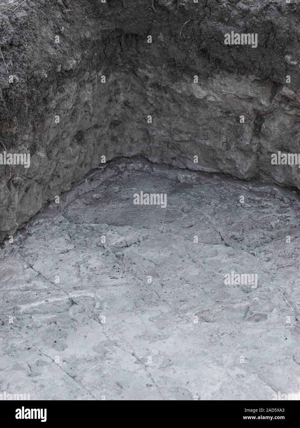 Early hominid footprints. Footprints of a human ancestor (probably ...