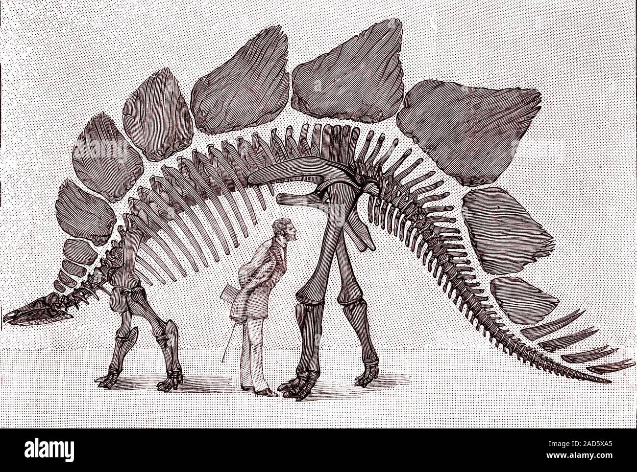Stegosaurus dinosaur. 1891 illustration of a man examining the ...