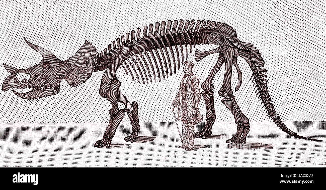 Triceratops dinosaur. 1891 illustration of a man examining the ... Triceratops dinosaur. 1891 illustration of a man examining the ...
