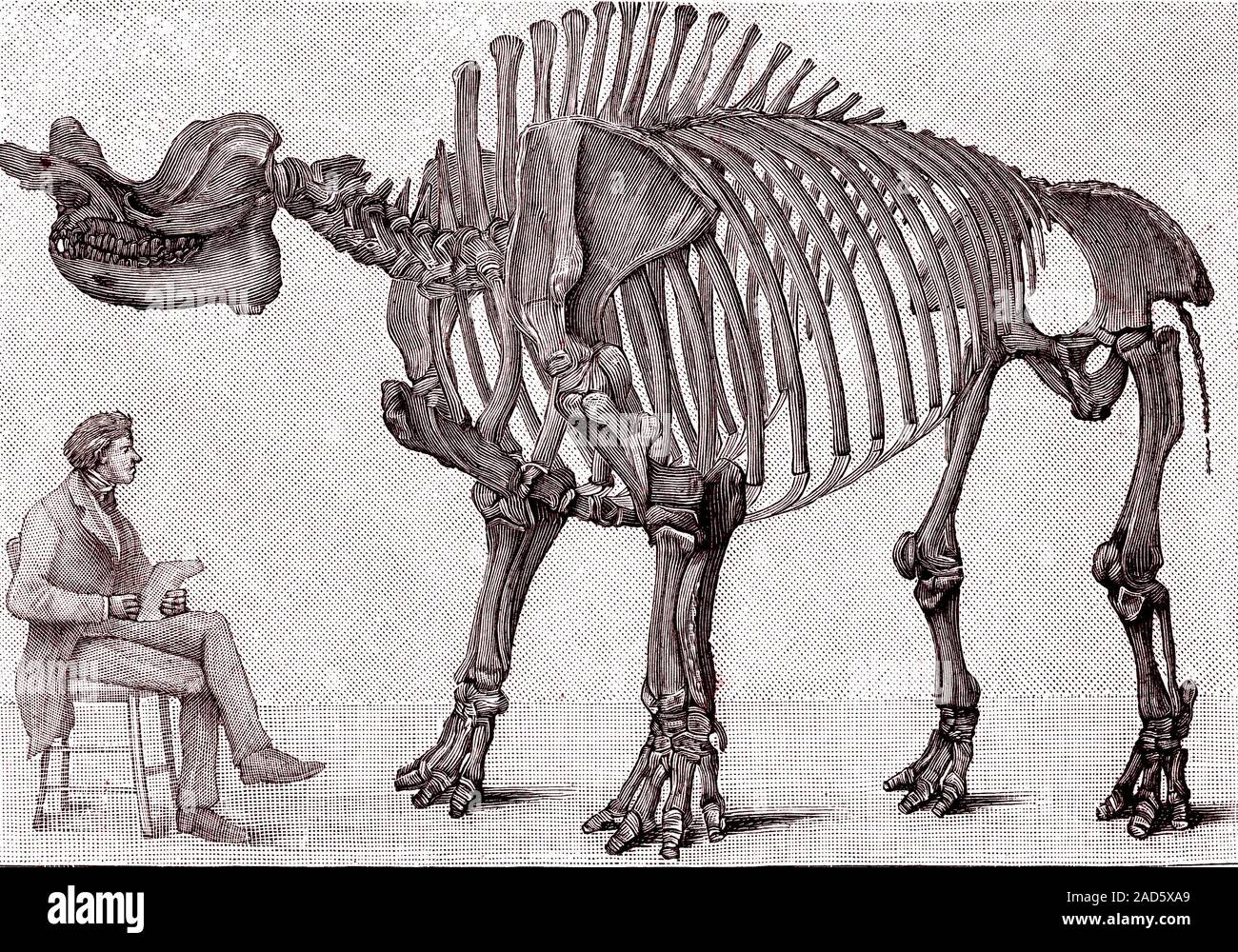 Brontops prehistoric rhino. 1891 illustration of a man examining the ...