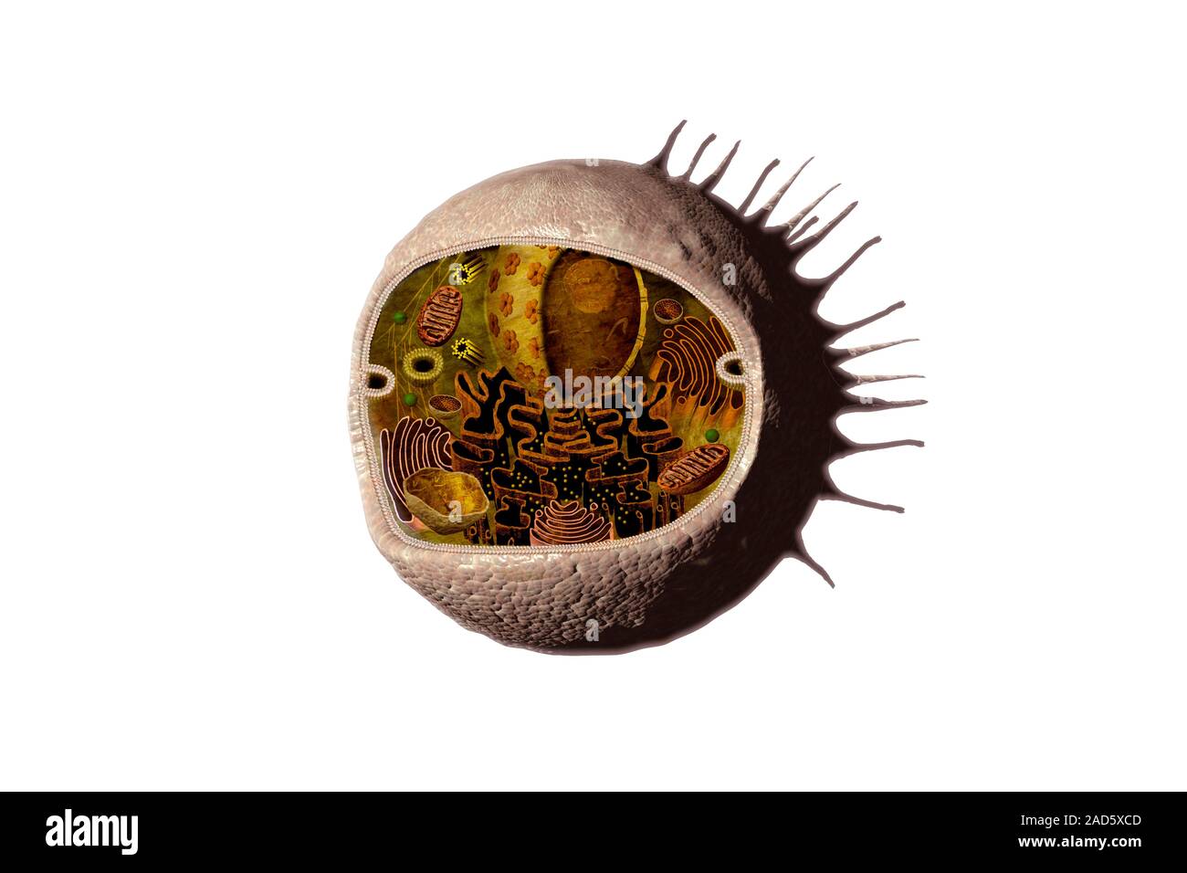 Animal cell, cutaway illustration. The cell membrane surrounds internal ...