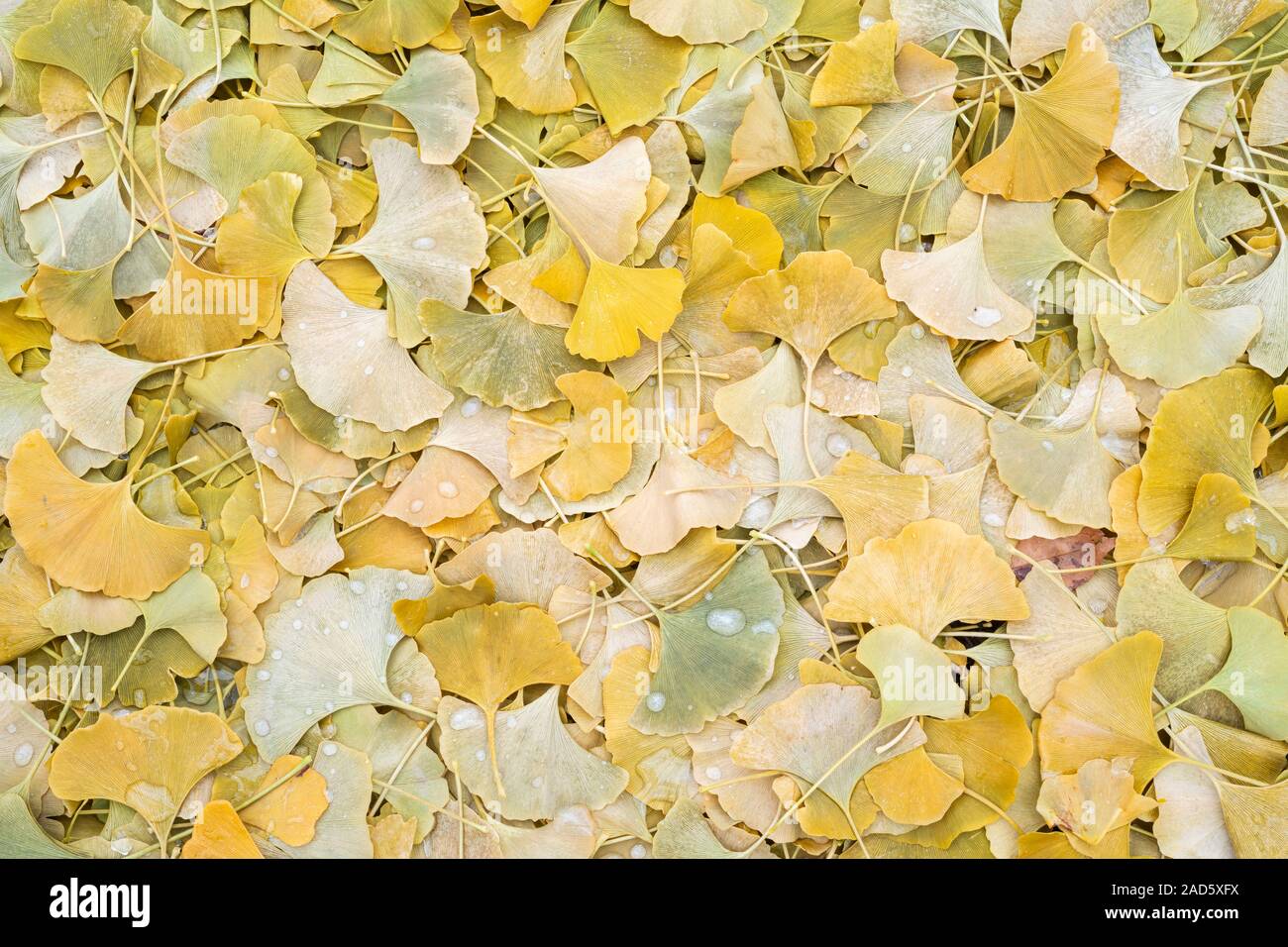 Ginkgo tree leaves (Ginkgo biloba) on ground, by Dominique Braud ...
