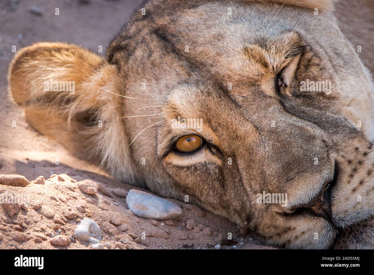 Winking lion hi-res stock photography and images - Alamy