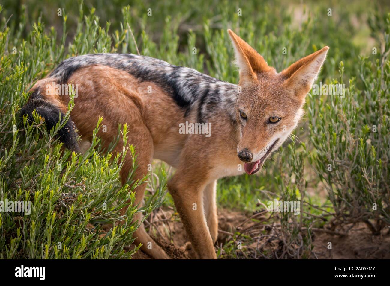 Black-backed jackal standing in the grass Stock Photo - Alamy