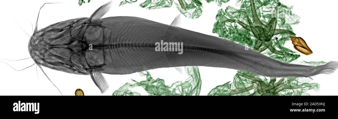 Not for print or poster uses Catfish (Order Siluriformes), coloured X ...