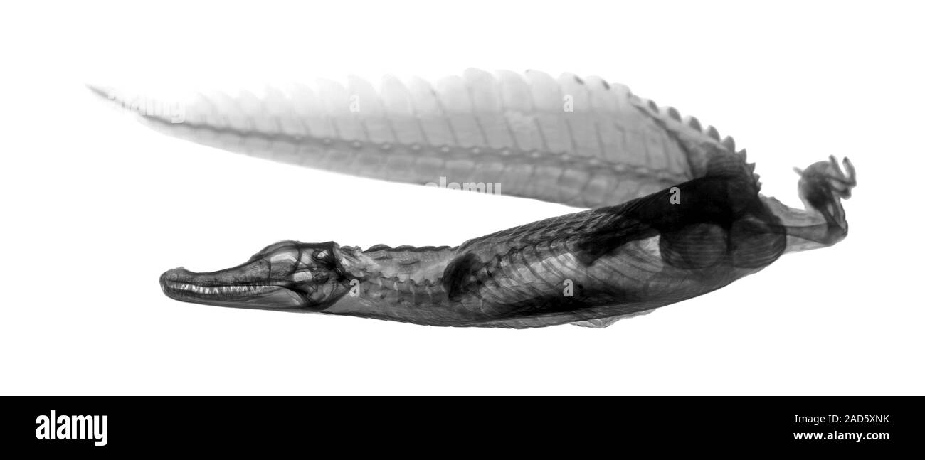 Caiman (Subfamily Caimaninae), X-ray Stock Photo - Alamy
