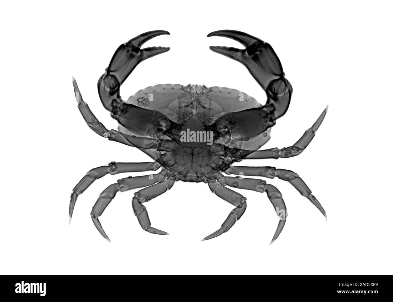 Crab (Infraorder Brachyura), X-ray Stock Photo - Alamy