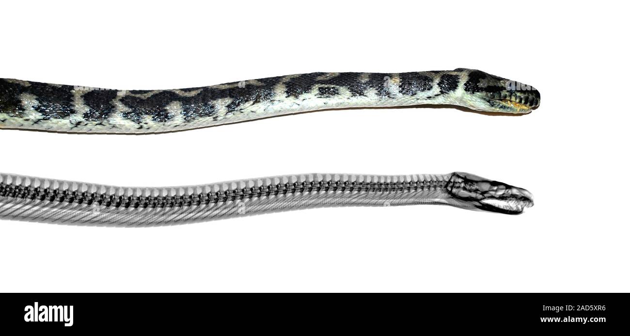 X-ray (bottom) and photograph (top) of a python (Family Pythonidae ...