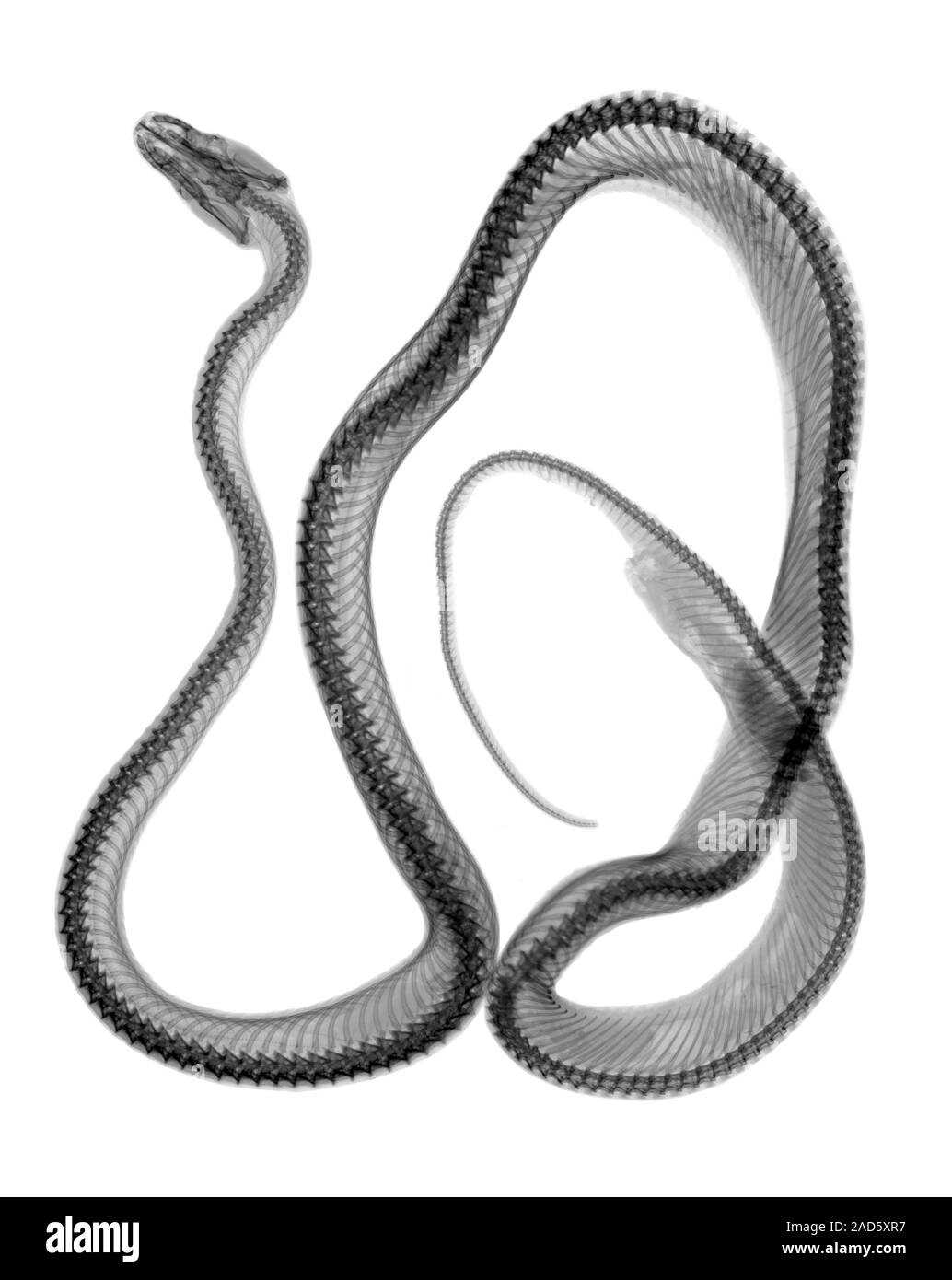 X-ray of a python (Family Pythonidae Stock Photo - Alamy