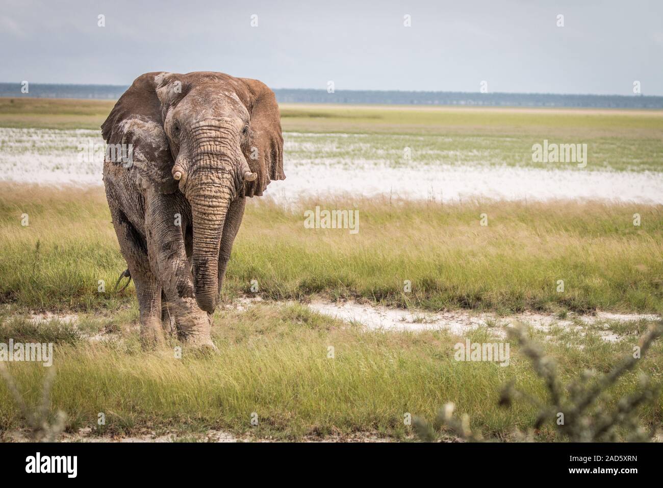Big Elephant bull walking towards the camera Stock Photo - Alamy