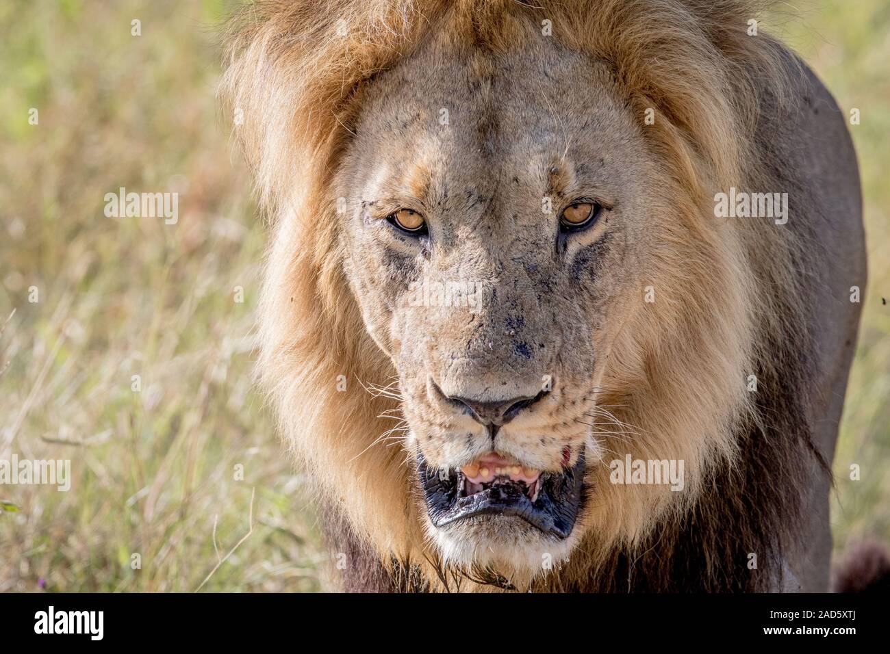 Big male lion hi-res stock photography and images - Alamy