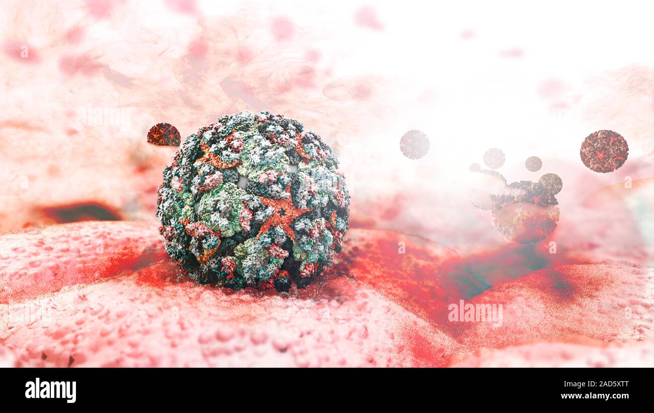 Mayaro virus, molecular model. This virus, transmitted by Aedes sp ...