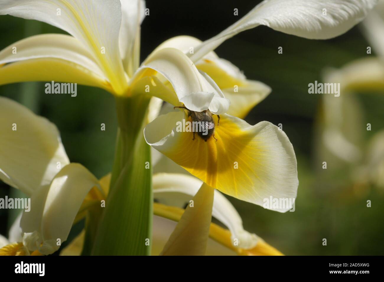 Iris ochroleuca hi-res stock photography and images - Alamy