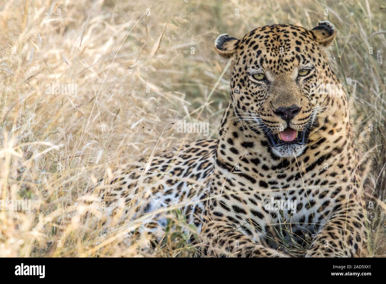Big male Leopard laying in the high grass Stock Photo - Alamy