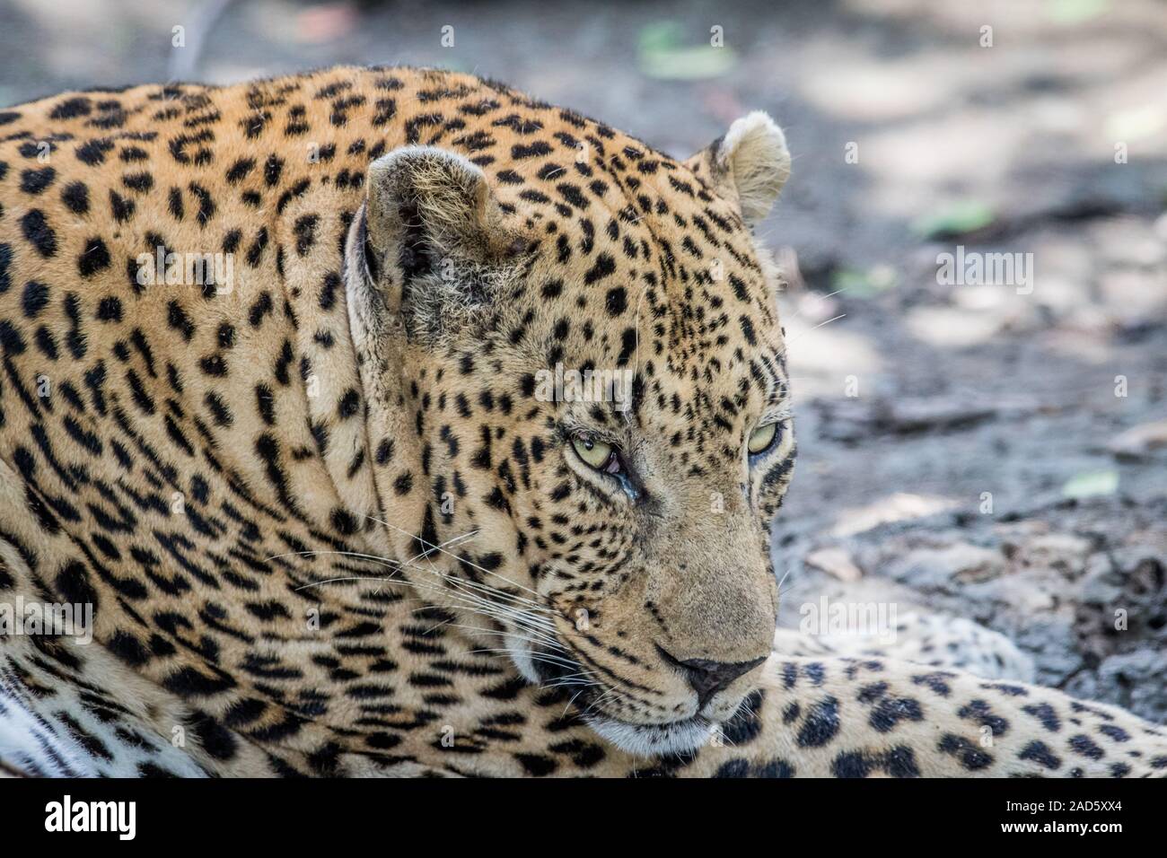 Side profile of a male Leopard Stock Photo - Alamy