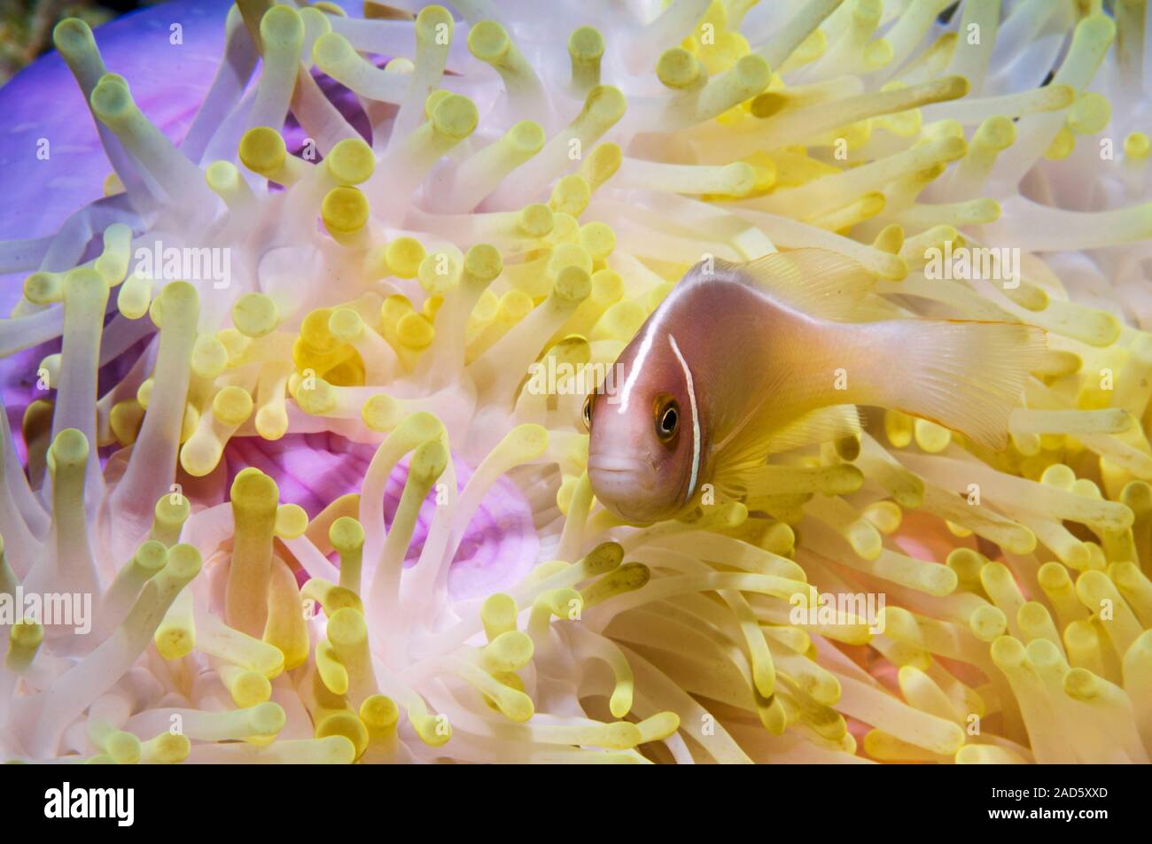 Pink anemonefish (Amphiprion perideraion) with host anemone (Heteractis ...