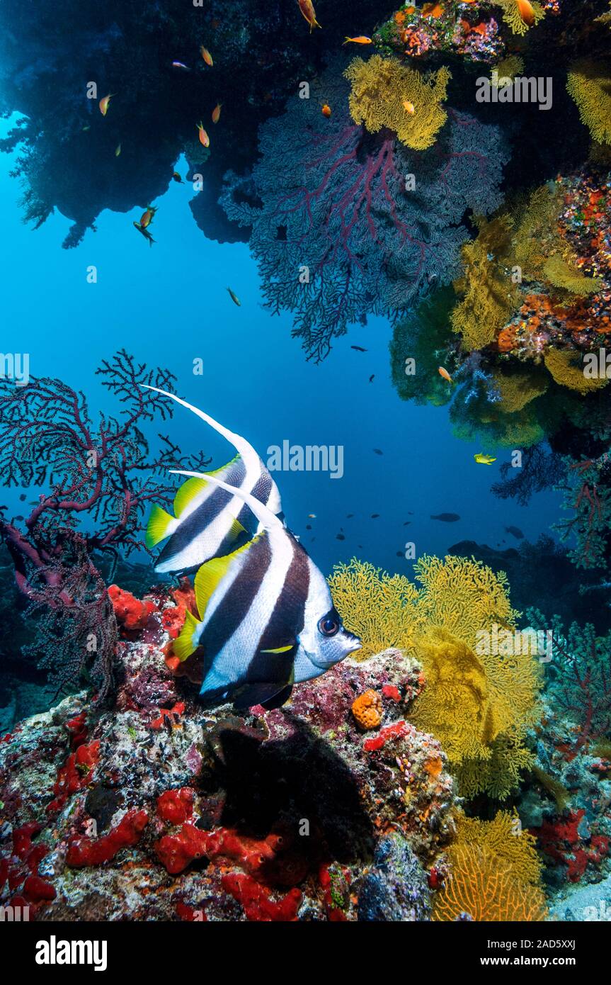 Pair of longfin bannerfish (Heniochus acuminatus) over a coral reef ...