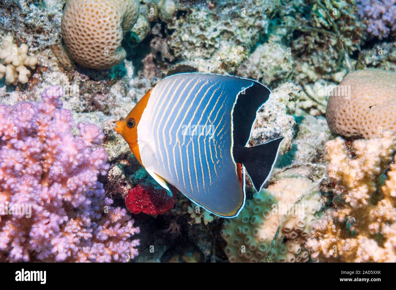 Hooded butterflyfish (Chaetodon larvatus) on a reef. Photographed in ...