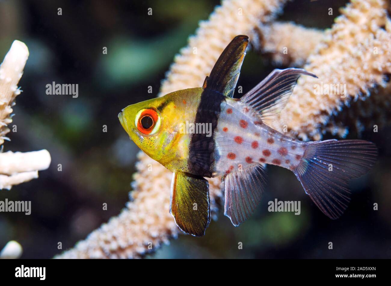 Pajama cardinalfish (Sphaeramia nematoptera). Photographed in West ...