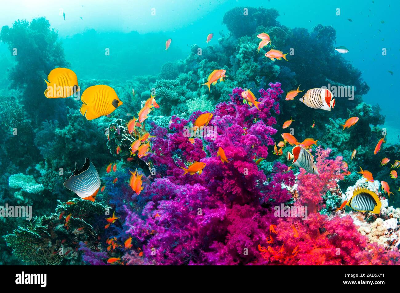 Golden butterflyfish (Chaetodon semilarvaut), Red Sea Eritrean ...