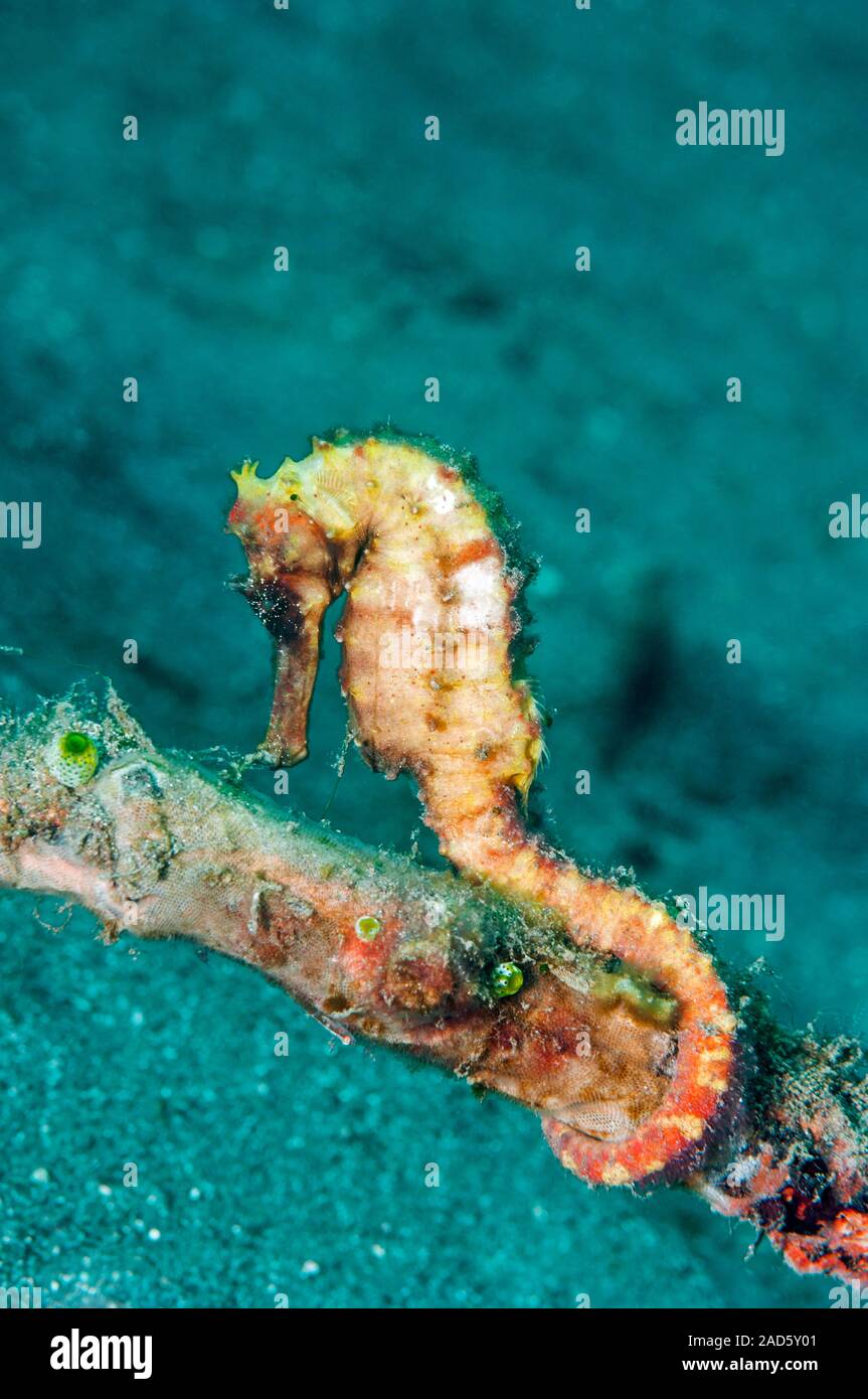 Longsnout seahorse (Hippocampus reidi), also known as the slender ...