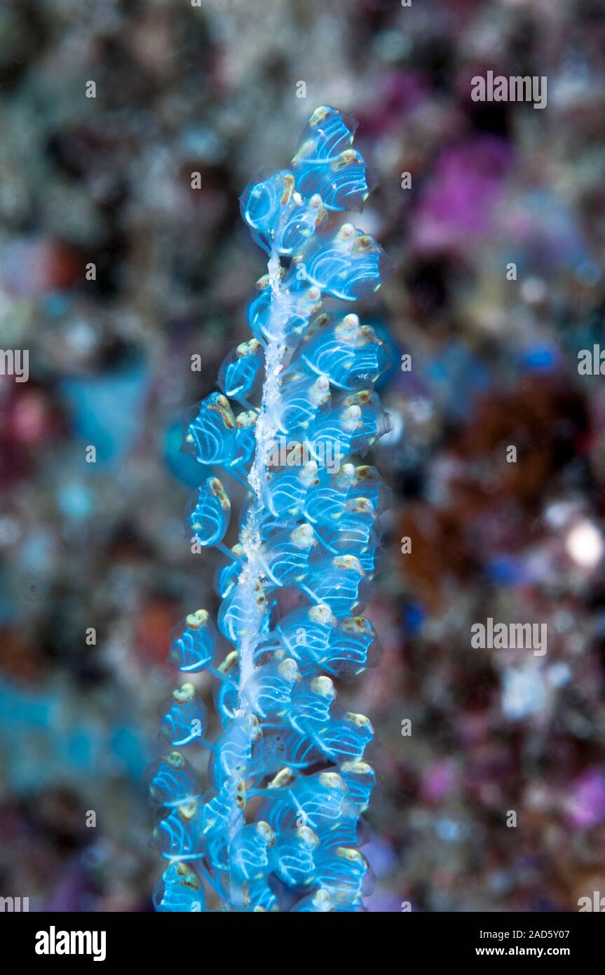 Sea squirt colony (Perophora namei). Sea squirts (class Ascidiacea) are ...