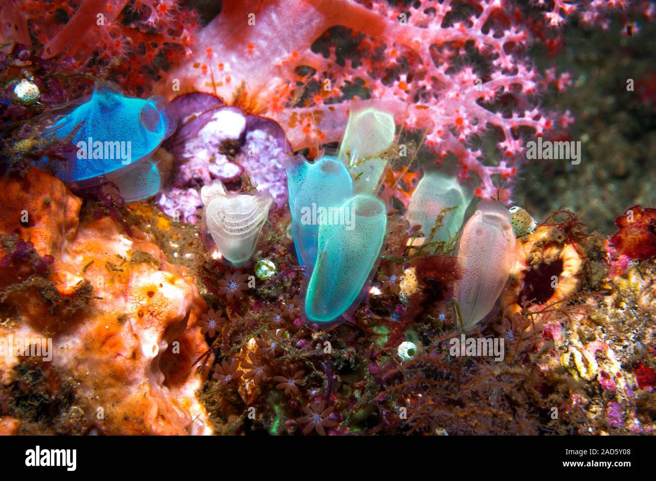 Sea squirts (Rhopalaea crassa) on a coral reef. Sea squirts are sessile ...