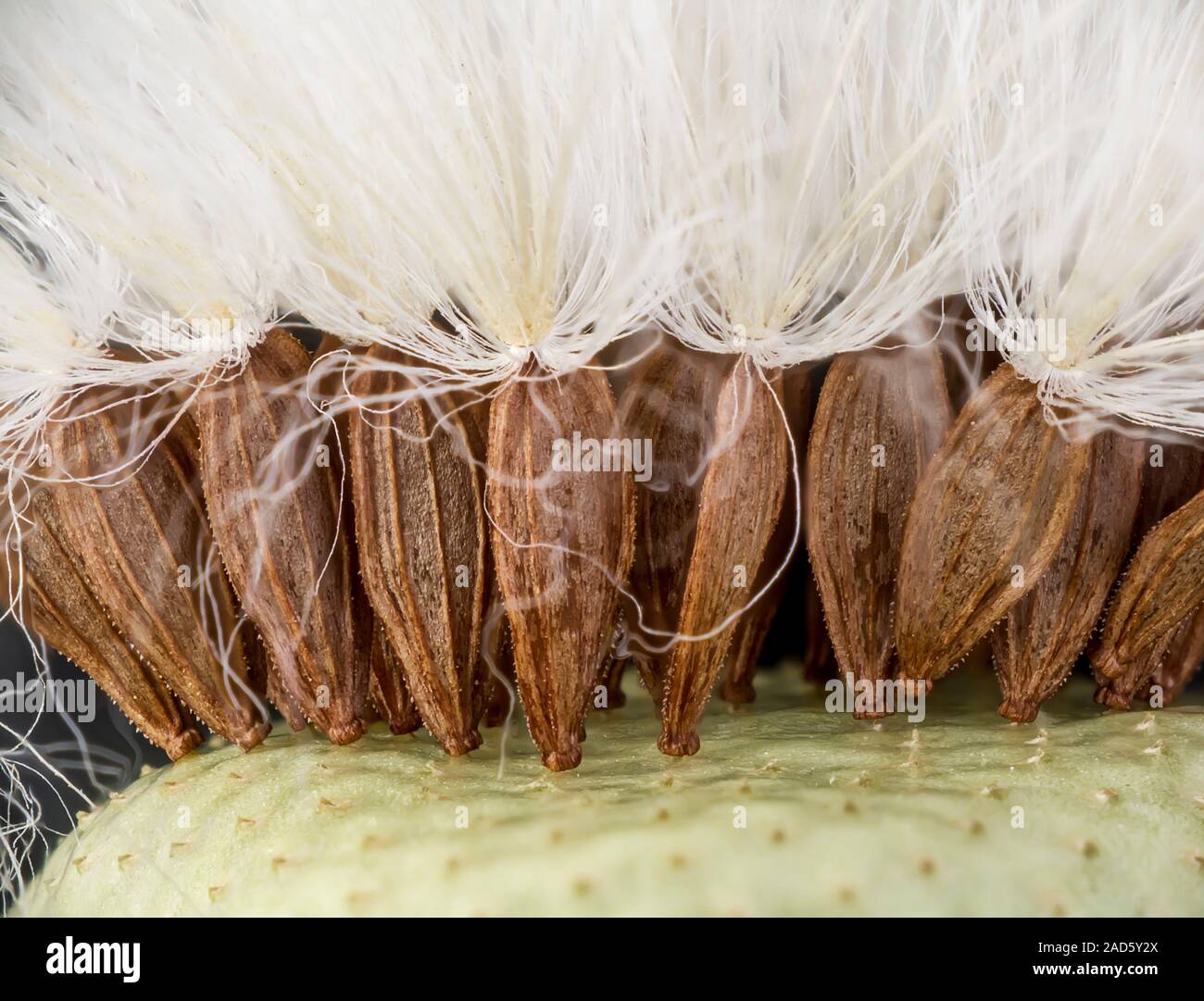 Light micrograph of a seed head of Sow-Thistle, Sonchus arvensis ...