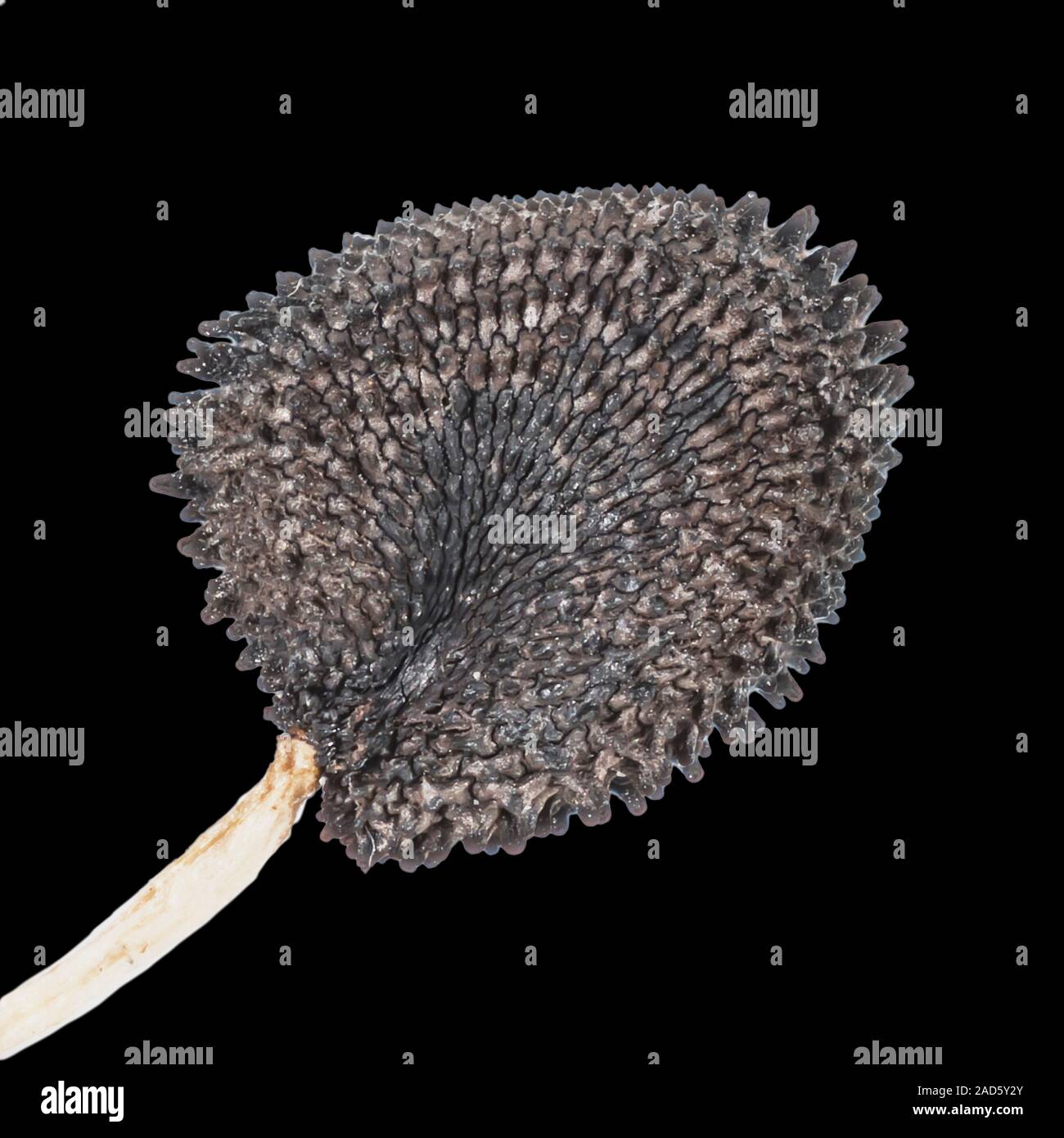 Light micrograph of a seed grain of Corncockle, Agrostemma githago ...