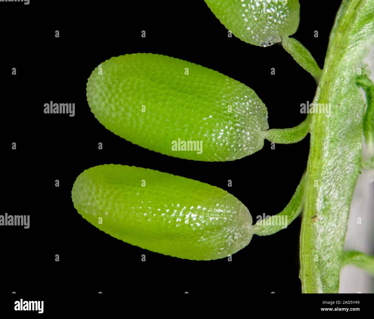 Light micrograph of two unripe, green seed grains of Shepherd`s-purse ...