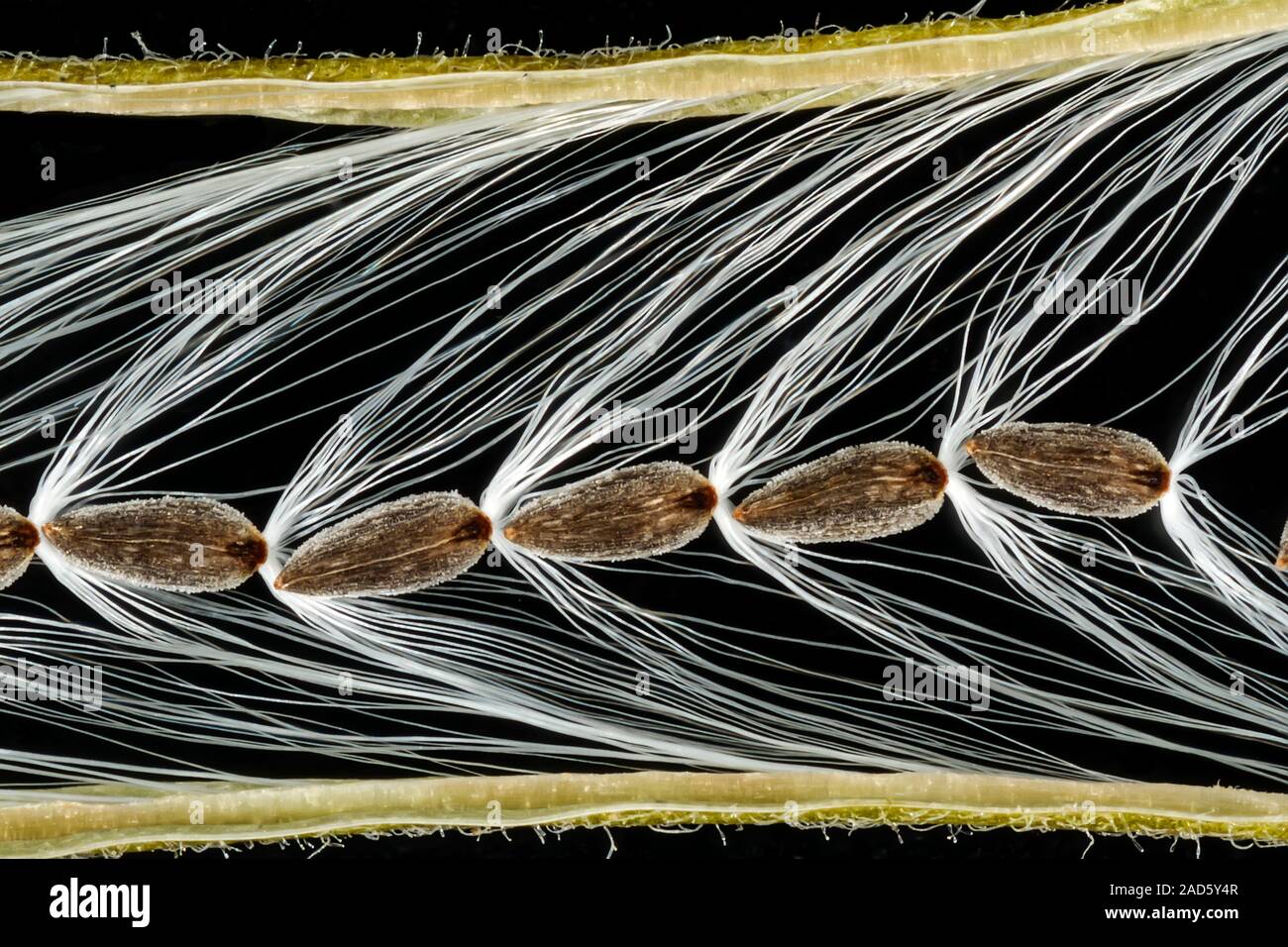 Light micrograph of an opened seed pod of Rosebay willowherb, Epilobium ...